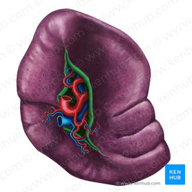 Arteria splenica - Verlauf, Äste und Funktion | Kenhub