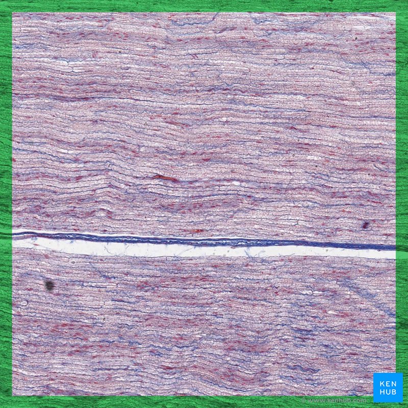 Histología del tejido nervioso: neurona, nervio, ganglio | Kenhub