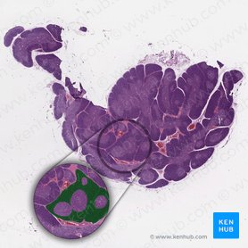 Timo: anatomia, histologia e função | Kenhub