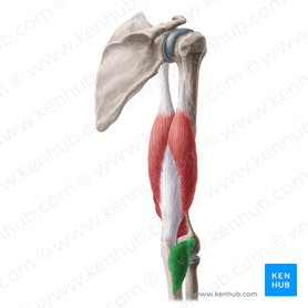 Anconeus muscle: Origin, insertion, innervation, function | Kenhub