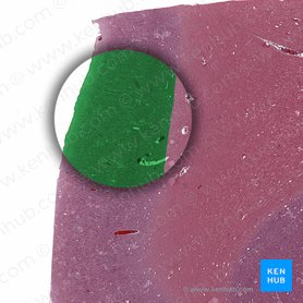 Grey matter: Anatomy, divisions and function | Kenhub