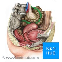teniae coli function
