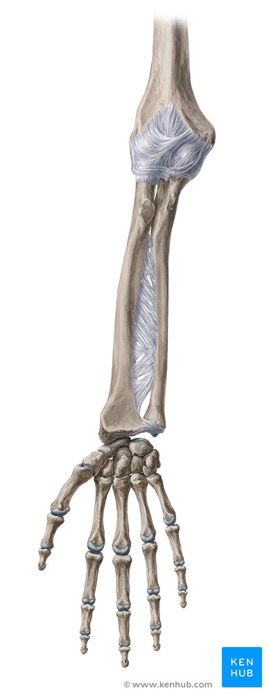 Articulation du coude : Anatomie, ligaments, mouvements | Kenhub