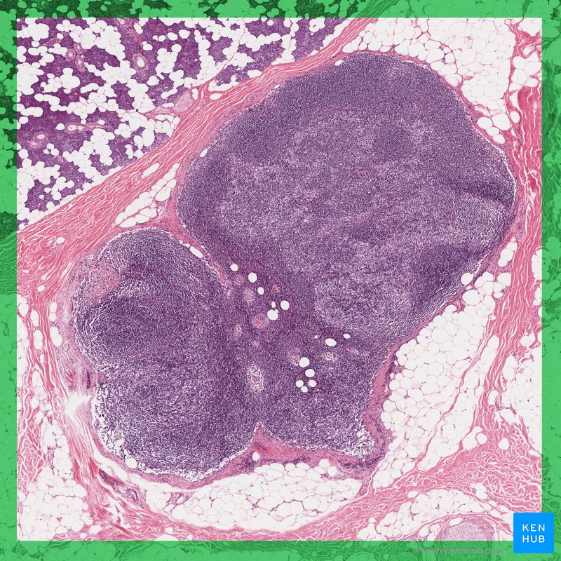 Histología del sistema linfático | Kenhub