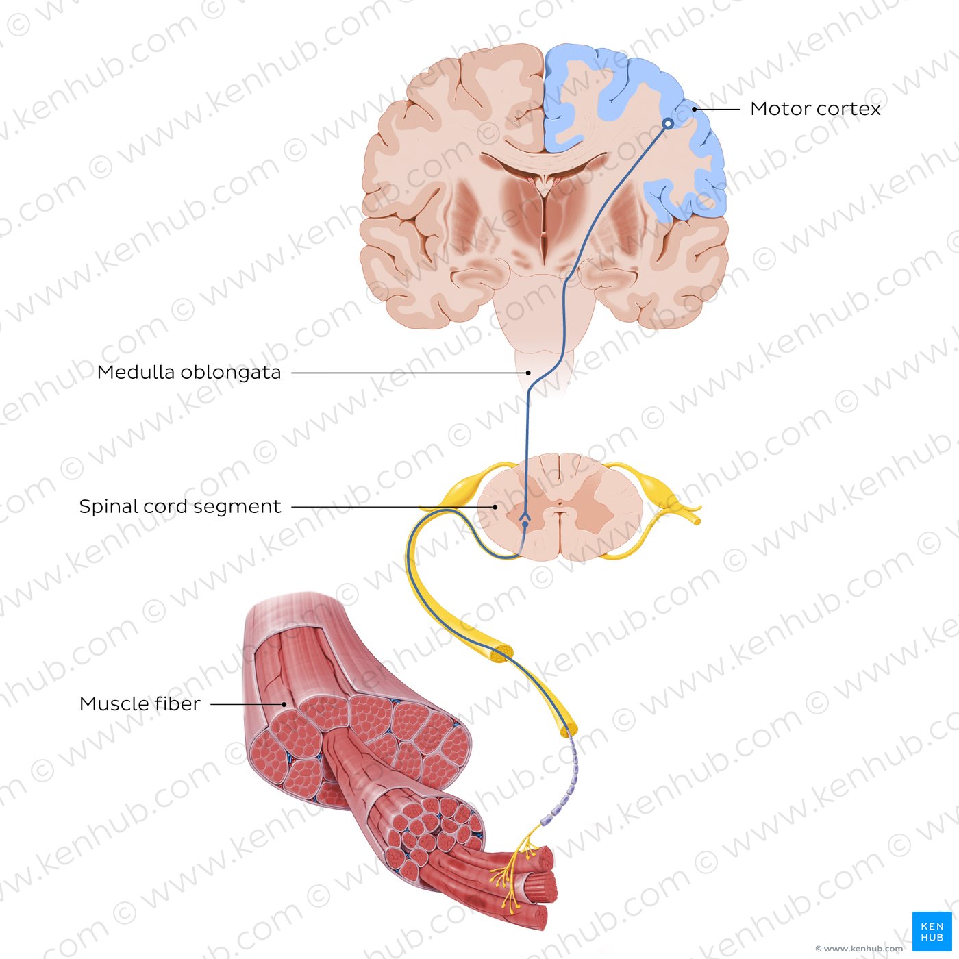 Where Do Somatic Motor Neurons Originate - Infoupdate.org