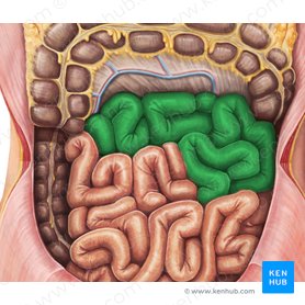 Jejunum: Anatomy, histology, function, composition | Kenhub