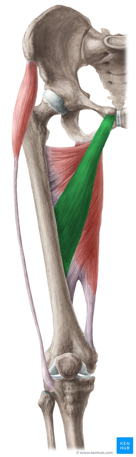 Músculo adutor longo: Origem, inserção, função | Kenhub