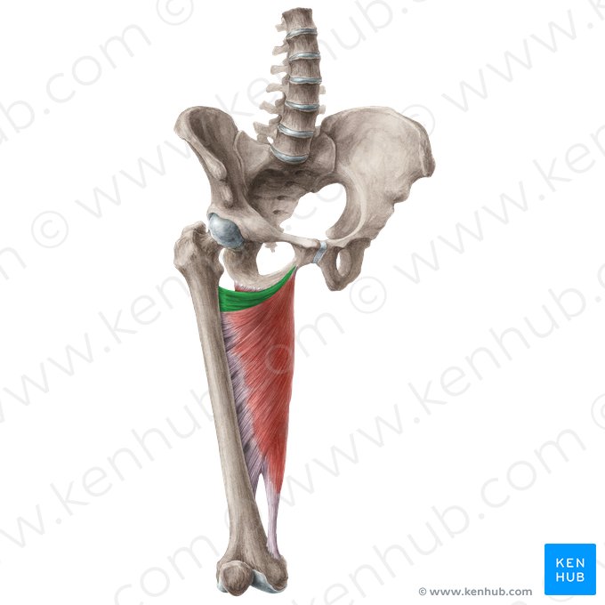 Músculos adutores do quadril - Anatomia e inervação | Kenhub