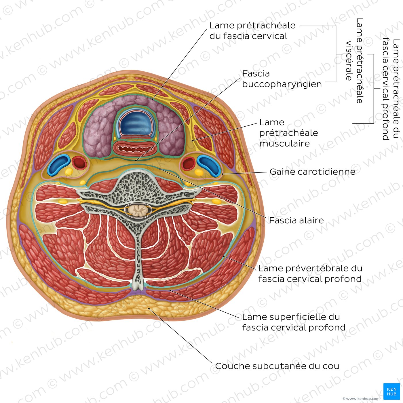 Anatomie du cou : Muscles, glandes, organes | Kenhub