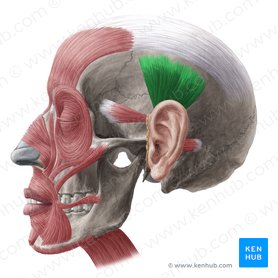Facial muscles: Anatomy, function and clinical cases | Kenhub