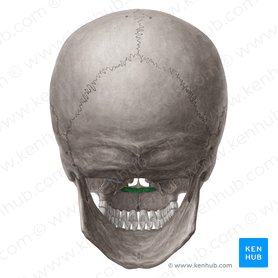 Palatine bone: Plates, borders, processes, articulations | Kenhub
