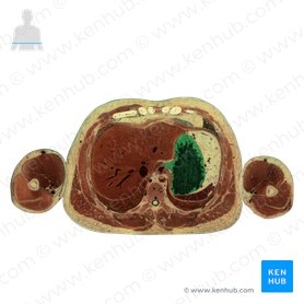 Stomach: Anatomy, function, blood supply and innervation | Kenhub