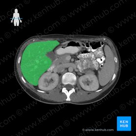 Abdominal CT: How to read the abdominal CT | Kenhub