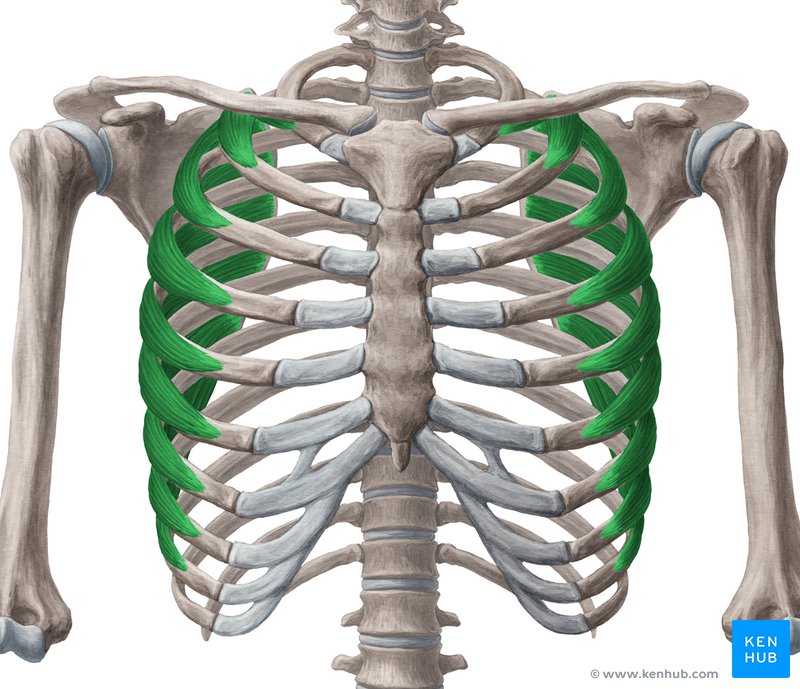Musculus serratus anterior: Ursprung, Ansatz, Funktion | Kenhub