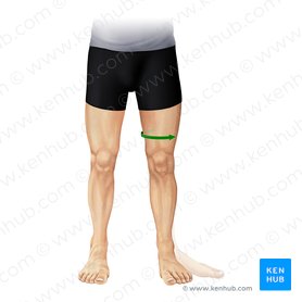 Gluteus maximus: Origin, insertion, innervation, function | Kenhub