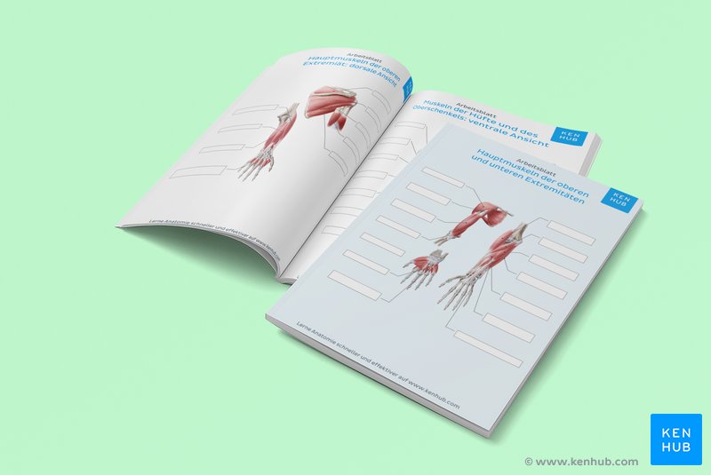 Arbeitsblatt (PDF): Übersicht der Muskeln des Menschen | Kenhub