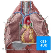4 pulmonary veins function
