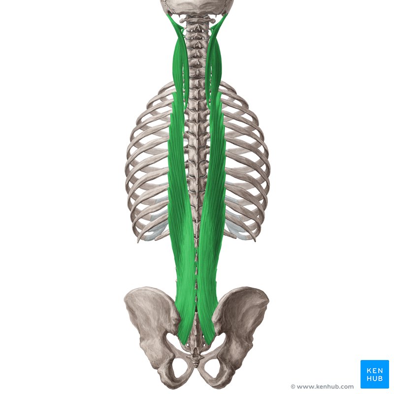 Longissimus: Origins, insertions, innervation and actions | Kenhub