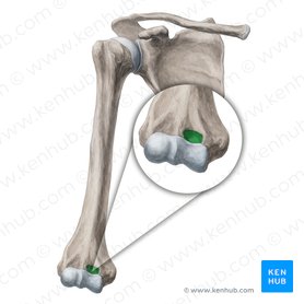 Humerus: Anatomy and clinical notes | Kenhub