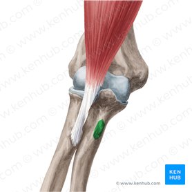 Brachialis muscle: Location, origin and insertion, action | Kenhub