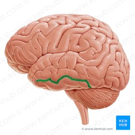 Temporal lobe: anatomy, functions and location | Kenhub