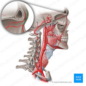 Supratrochlear artery: Anatomy, branches, supply | Kenhub