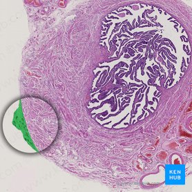 Tubas uterinas: Anatomia, função e histologia | Kenhub