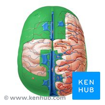 Dura: anatomy, function and features. | Kenhub