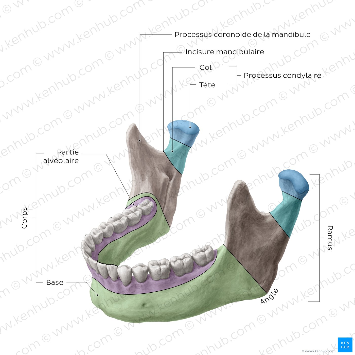 La mandibule : Anatomie, structure et fonction | Kenhub