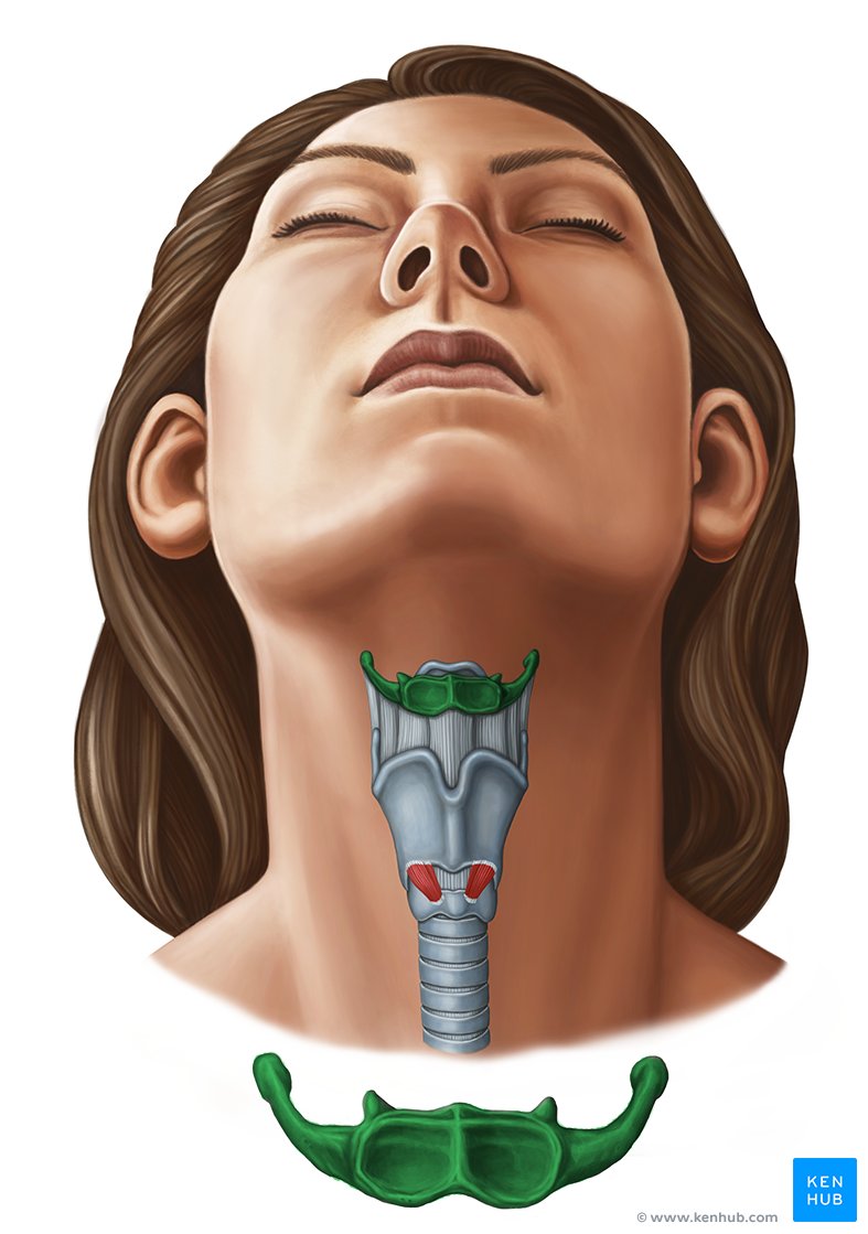 Osso hioide: Anatomia e inserções musculares | Kenhub