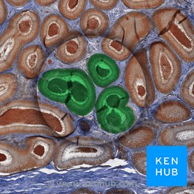 Nebenhoden- Epididymis | Anatomie des Menschen – OMYS