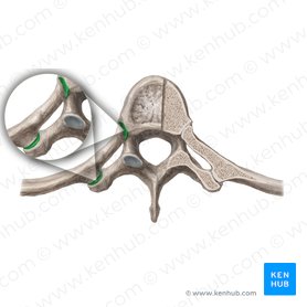 Costovertebral and costotransverse joints: Anatomy | Kenhub