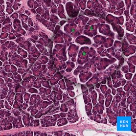 Histología del páncreas: Partes exocrinas y endocrinas | Kenhub