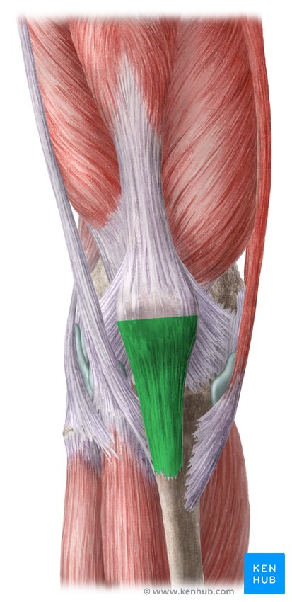 Ligamentum Patellae