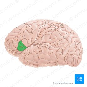 Brodmann areas: Anatomy and functions | Kenhub