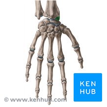 Processus styloideus radii: Anatomie, Lage und Funktion | Kenhub