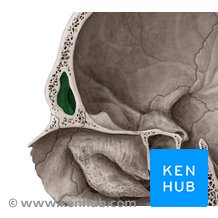 Frontal sinus: Anatomy and function | Kenhub