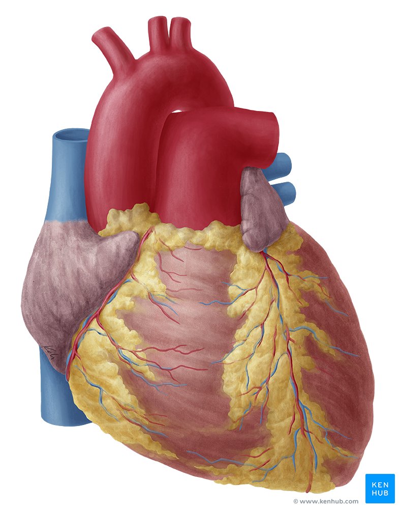 Sistema De Conducción Del Corazón Partes Y Funciones Kenhub