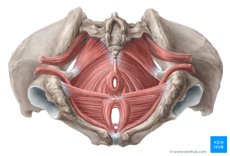 Pelve e períneo - Anatomia, vasos sanguíneos, nervos | Kenhub