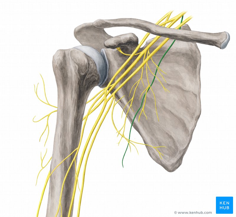 Nervus thoracicus longus - Anatomie und Klinik | Kenhub