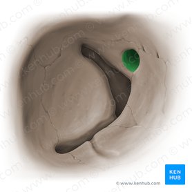 Skull: Foramina, fissures and contents | Kenhub