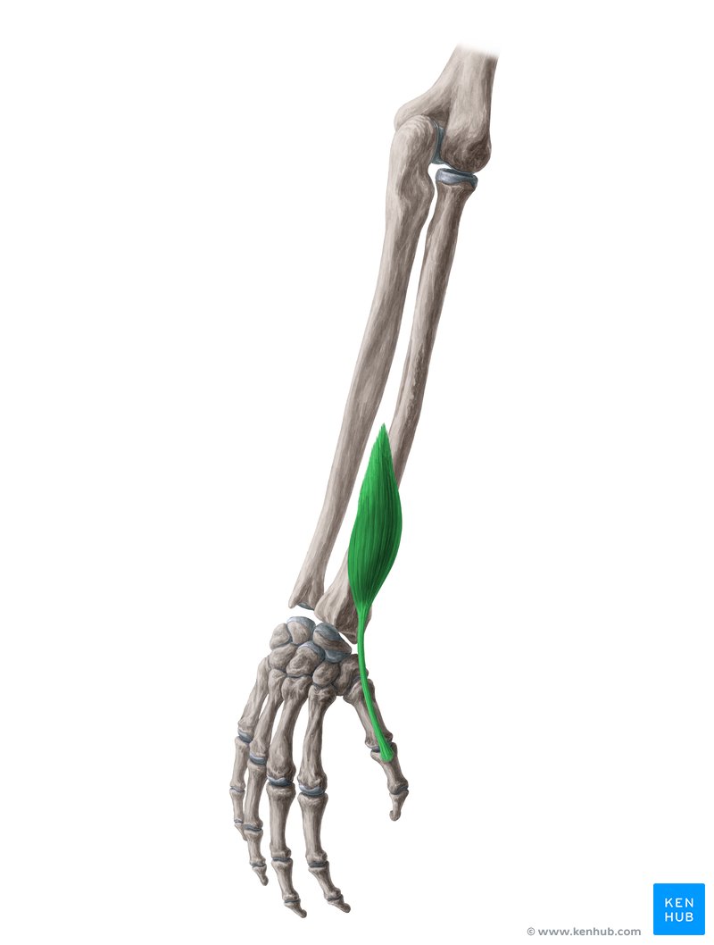 Extensor pollicis brevis: Origin, insertion and action | Kenhub