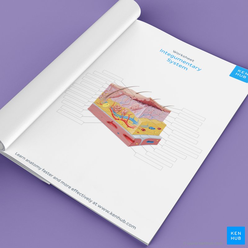 Integumentary system parts: Quizzes and diagrams | Kenhub
