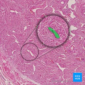 Penis: Anatomy, function, erection, ejaculation | Kenhub