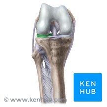 Lateral meniscus of the knee: Anatomy and function | Kenhub