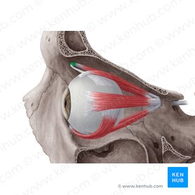 Bones of the orbit: Anatomy, foramina, walls and diagram | Kenhub