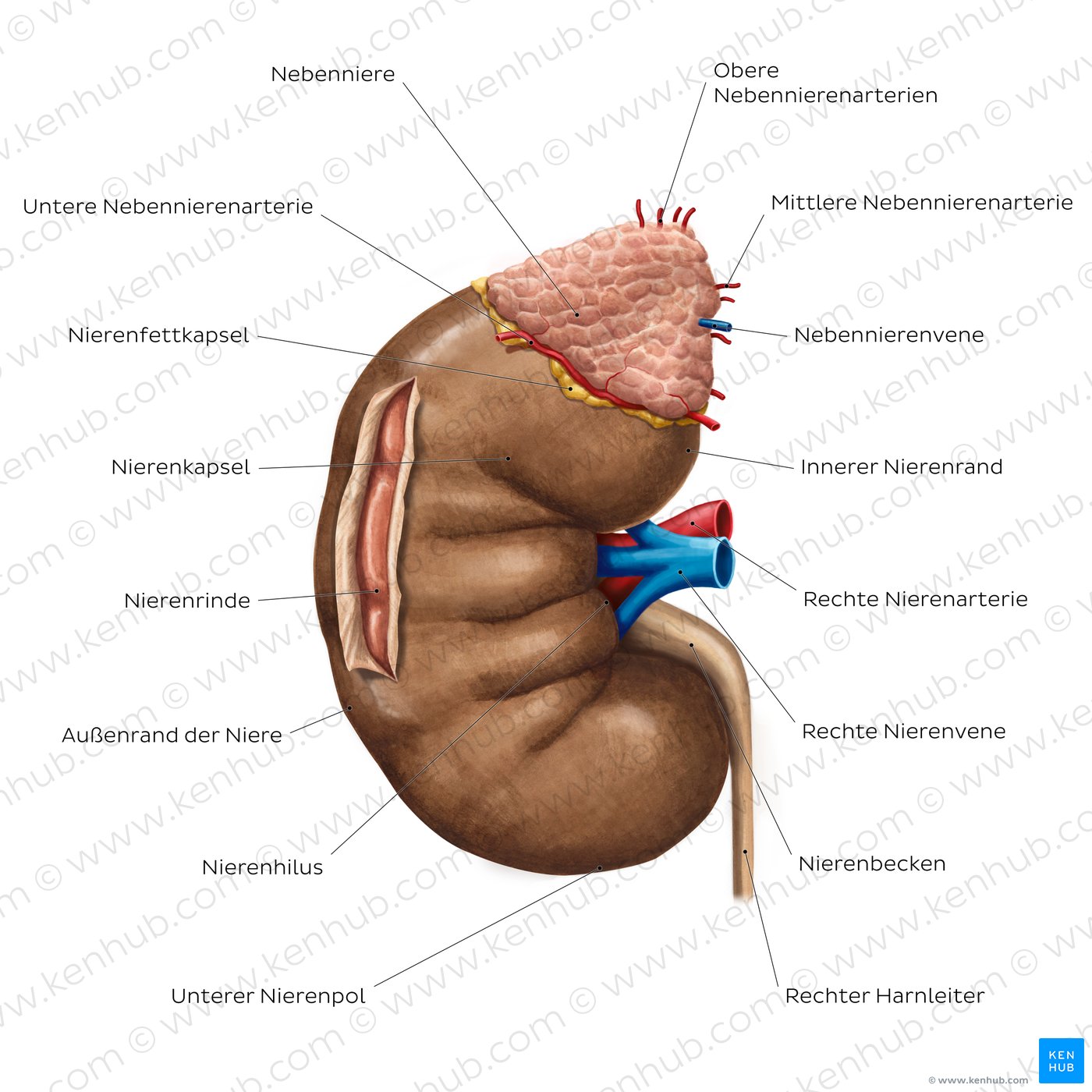 Niere (Ren): Anatomie, Lage, Aufbau und Funktion | Kenhub