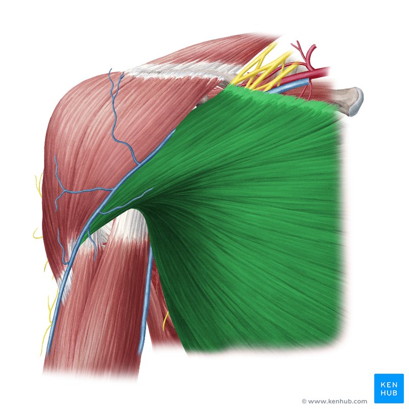 Pectoralis major: Origin, insertion, innervation,function | Kenhub