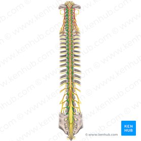 Dura: anatomy, function and features. | Kenhub