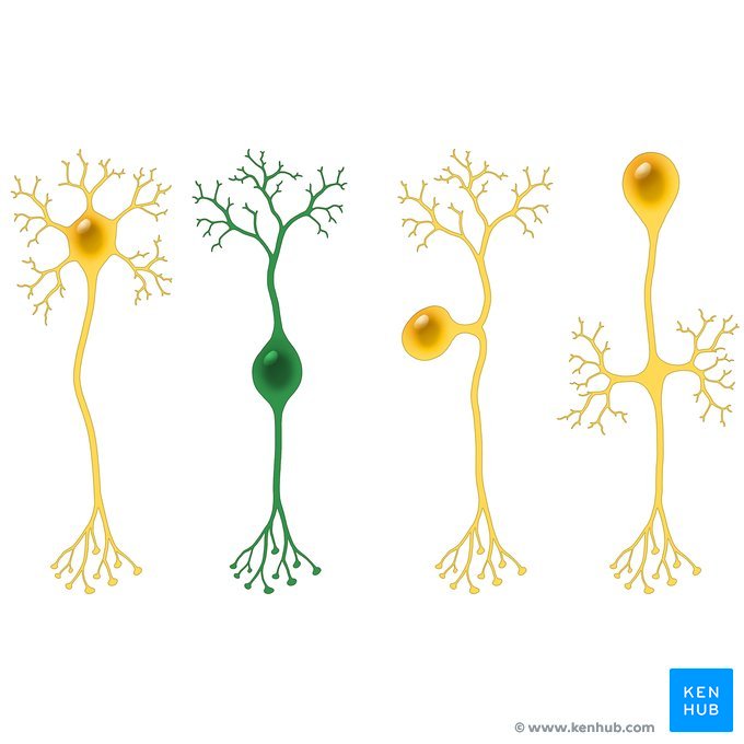 Bipolar neuron: Anatomy and function | Kenhub
